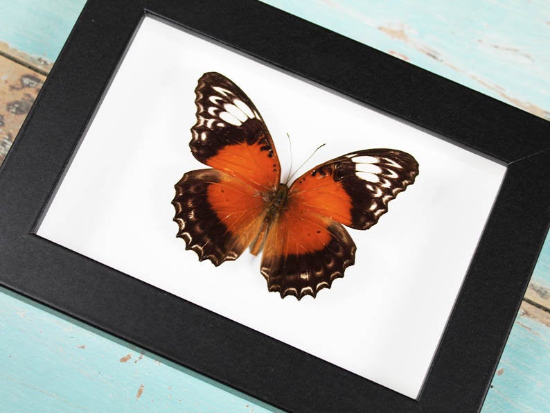 The Enduring Allure: A Look at the Beauty of Framed Butterflies ...