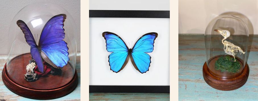 Insects in Interior Design: How to Incorporate Entomological Elements ...