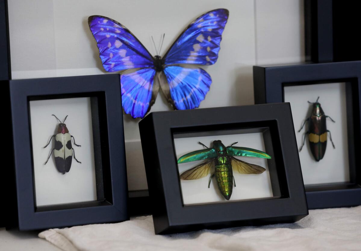 From Garden to Gallery: The Journey of Insects in Art and Design ...