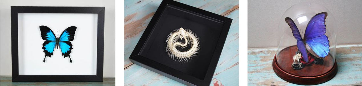 Art Spotlight: A Journey into the Exquisite World of Newman Art Design ...