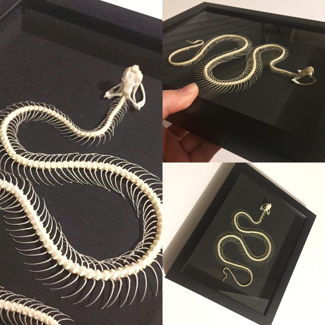 The Art of Preservation: Using Snake Bones in Home Décor – Newman Art ...