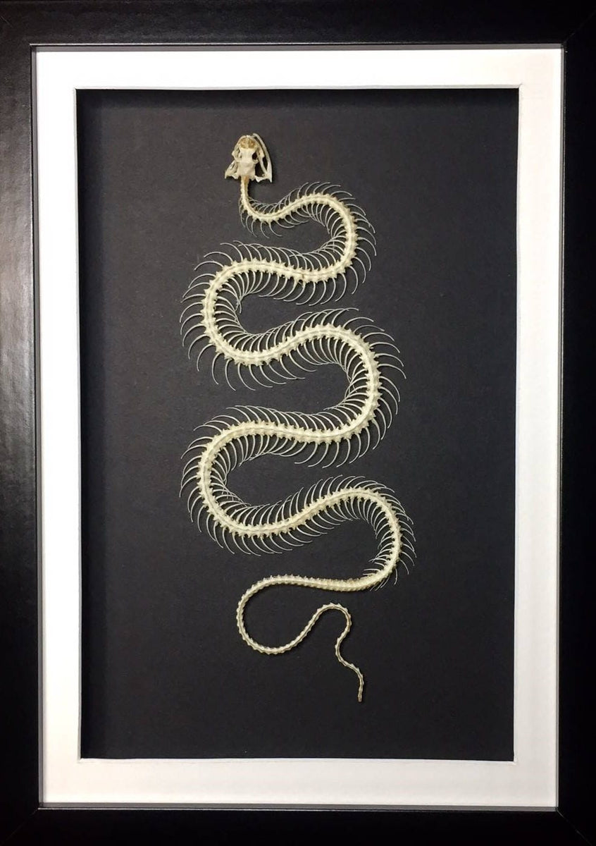 Exploring the Snake Skeleton: Understanding the Structure of a Snake’s ...