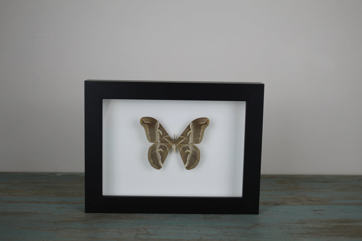 Samia insularis in a Black Frame – Newman Art Designs