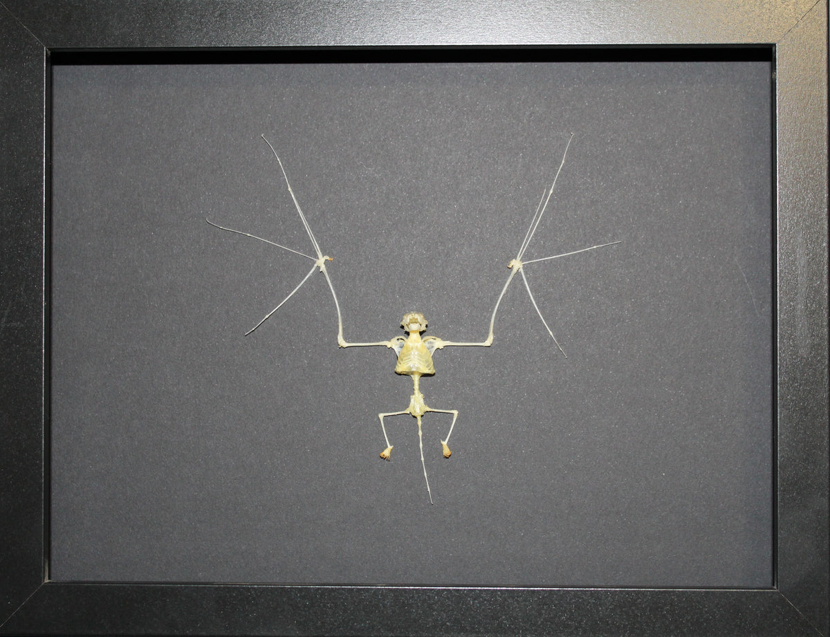 Pipistrellus javanicus, Asian Bat, Wings Open in a Frame – Newman Art ...