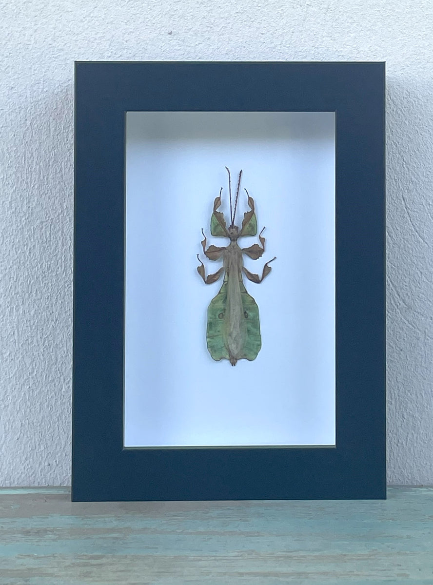 Grays Leaf Insect, Phyllium Bioculatum in a Frame – Newman Art Designs