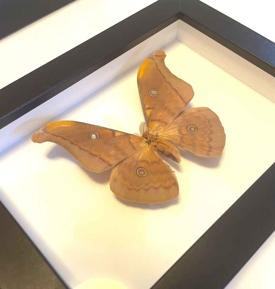 Tussar Moth,l Antheraea frithi in a Frame – Newman Art Designs