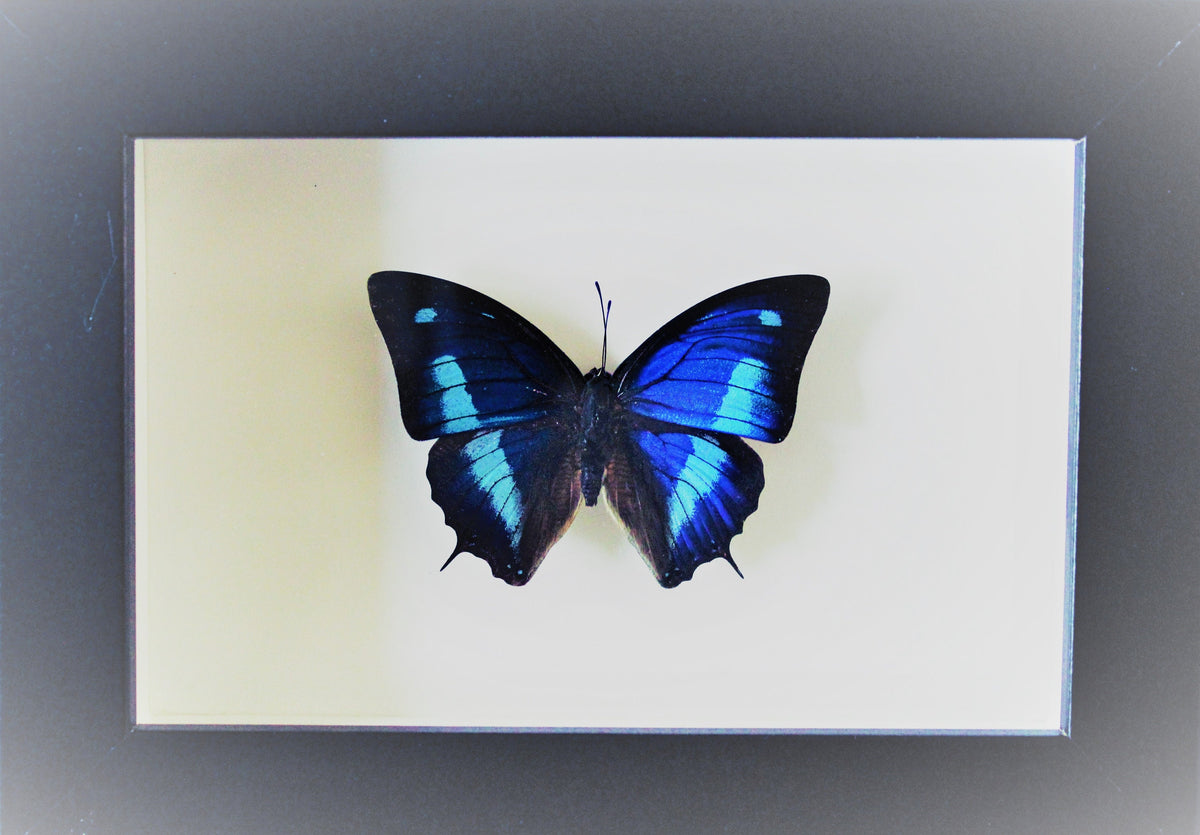 Anaea cyanea in a Frame – Newman Art Designs