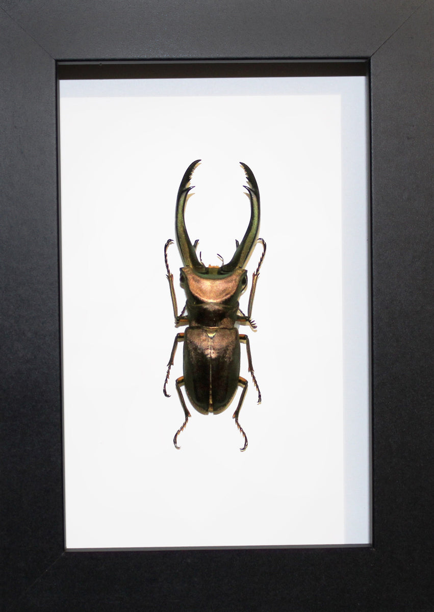 Cyclommatus truncatus Stag Beelte in a Frame – Newman Art Designs