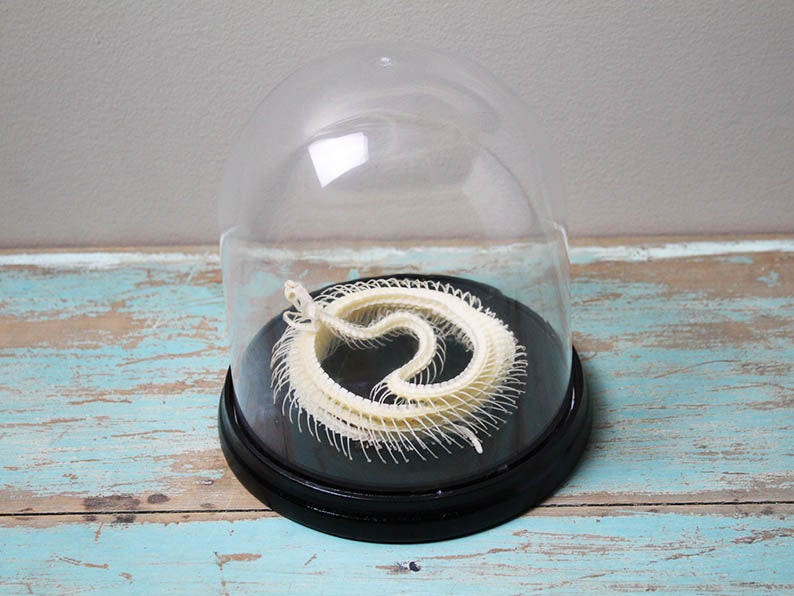 Snake Skeleton with Skull Dome Display | Newman Art Designs