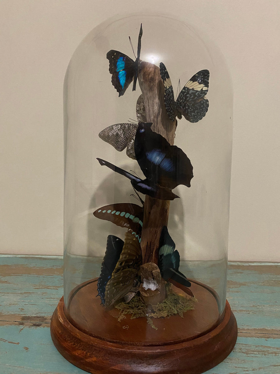 Multi-butterflies in a XLarge Glass Dome – Newman Art Designs
